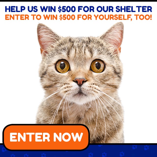 Animal Charities for Cat Rescue and Shelters - MeowWiki: Cat Health and ...