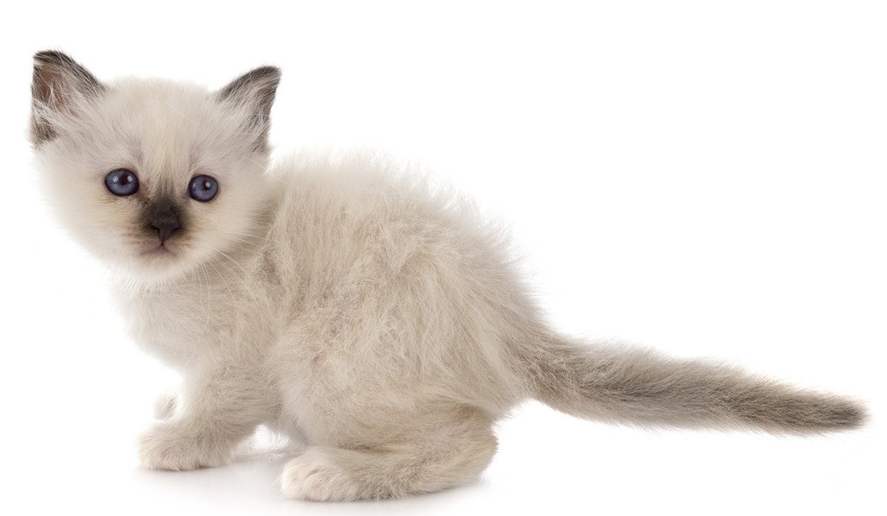 Birman Cat: Personality, History, Appearance, Care, and Health Concerns