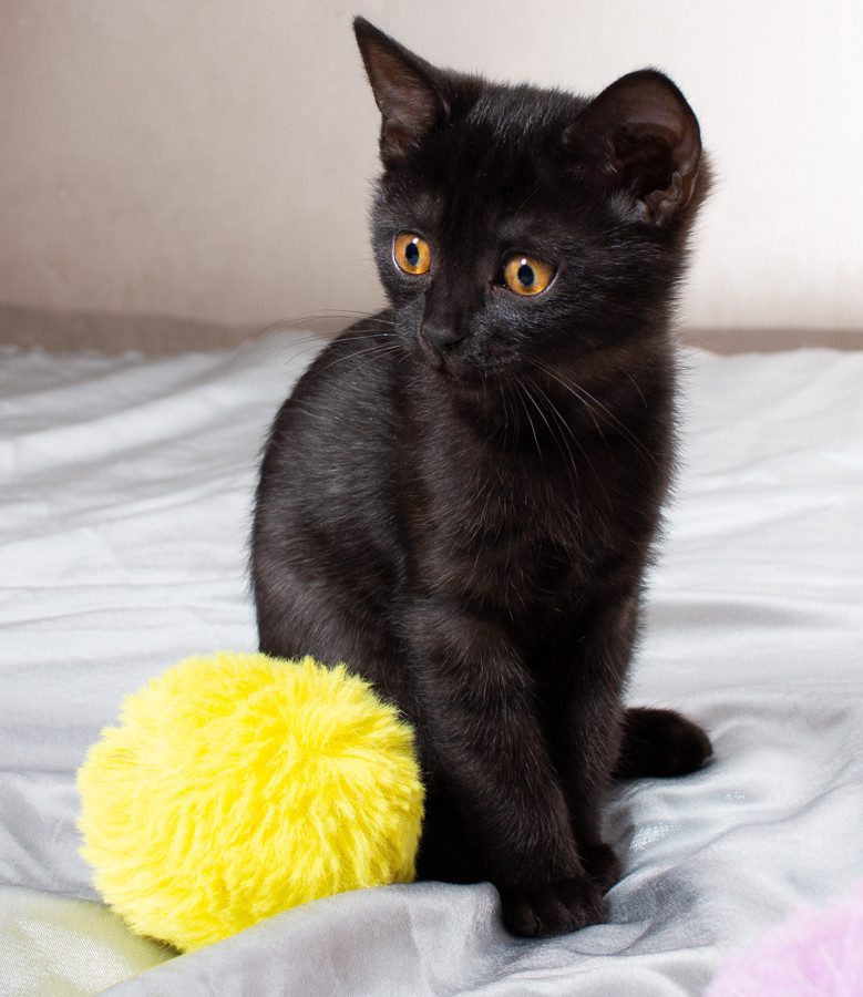 Bombay Cat and Kitten - Black Cats - Breed Information