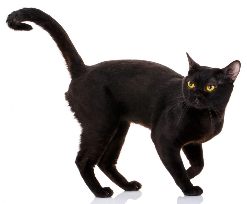 Bombay Cat and Kitten - Black Cats - Breed Information