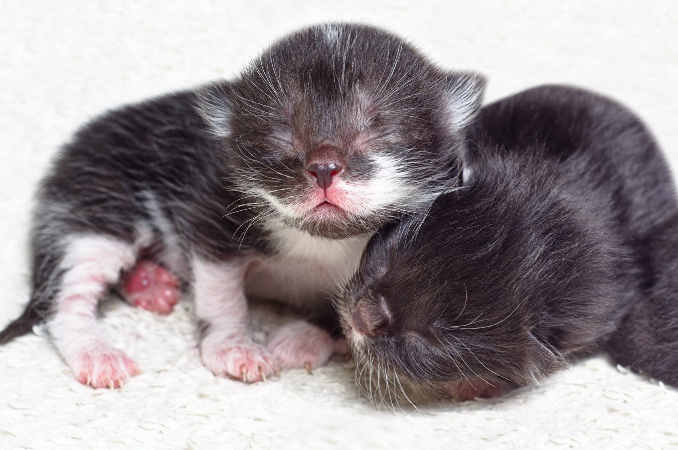 Cat Pregnancy: Length, Stages, Symptoms, Risks & Caring for Newborns