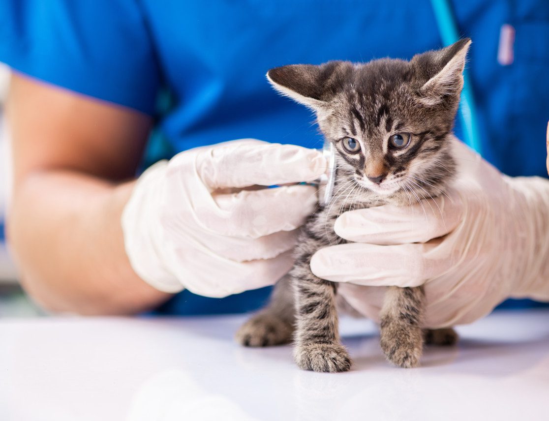Anemia In Cats and Kittens: Symptoms, Causes, Diagnosis and Treatment
