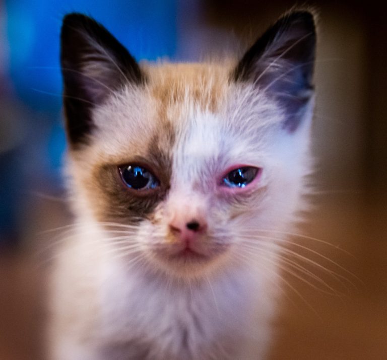 Conjunctivitis in Cats: Symptoms, Causes, Treatment and Home Remedies