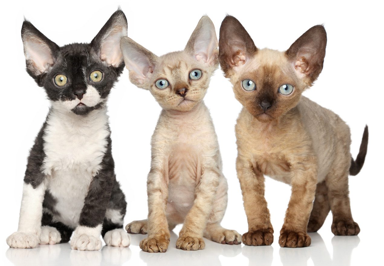 Feline Infectious Peritonitis (FIP): Causes, Symptoms, Treatment, Outcome