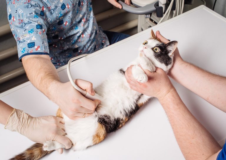 Cat Pregnancy: Length, Stages, Symptoms, Risks & Caring for Newborns