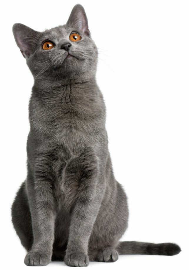 Chartreux: History, Appearance, Personality, Health Issues, Lifespan