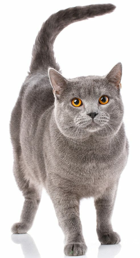 Chartreux: History, Appearance, Personality, Health Issues, Lifespan