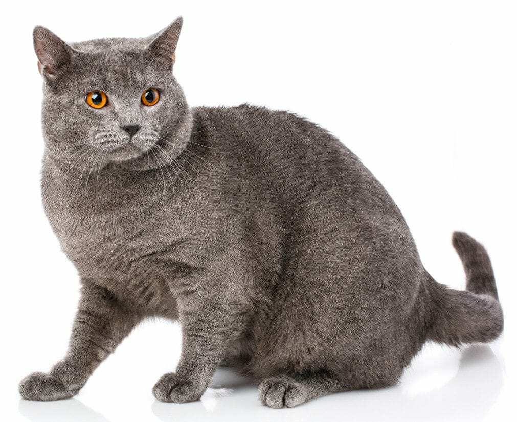 Chartreux: History, Appearance, Personality, Health Issues, Lifespan