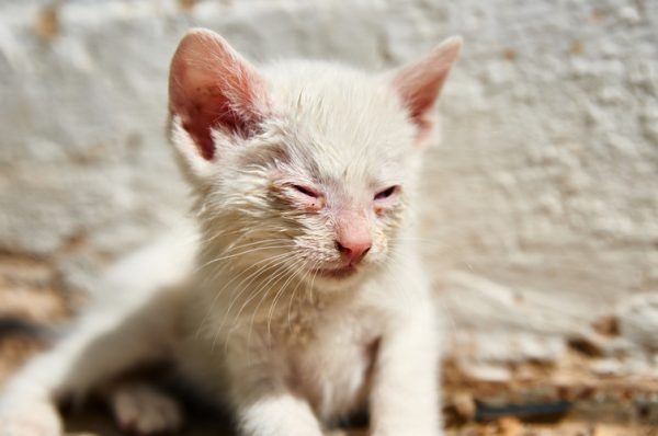Conjunctivitis in Cats: Symptoms, Causes, Treatment and Home Remedies