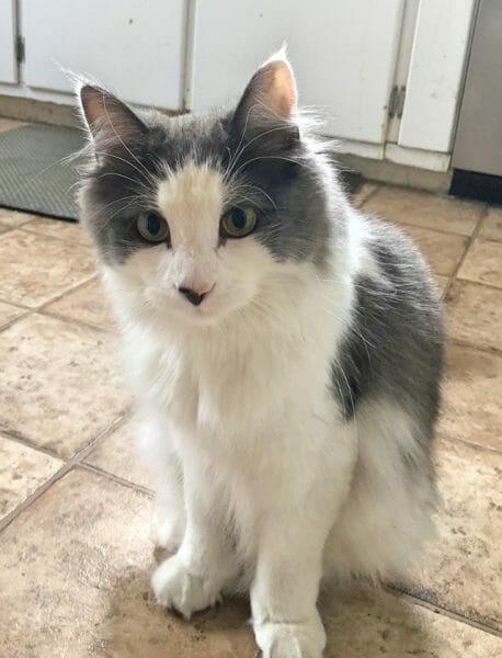 MeowWiki January 2023 Cute Cat Contest Winner: Cappy - Domestic Shorthair