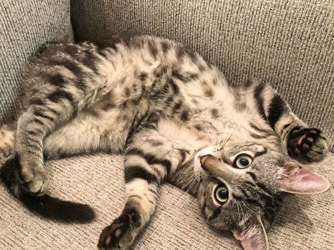 Monthly $100 Cat Winners - Most Liked or Loved on Social Media