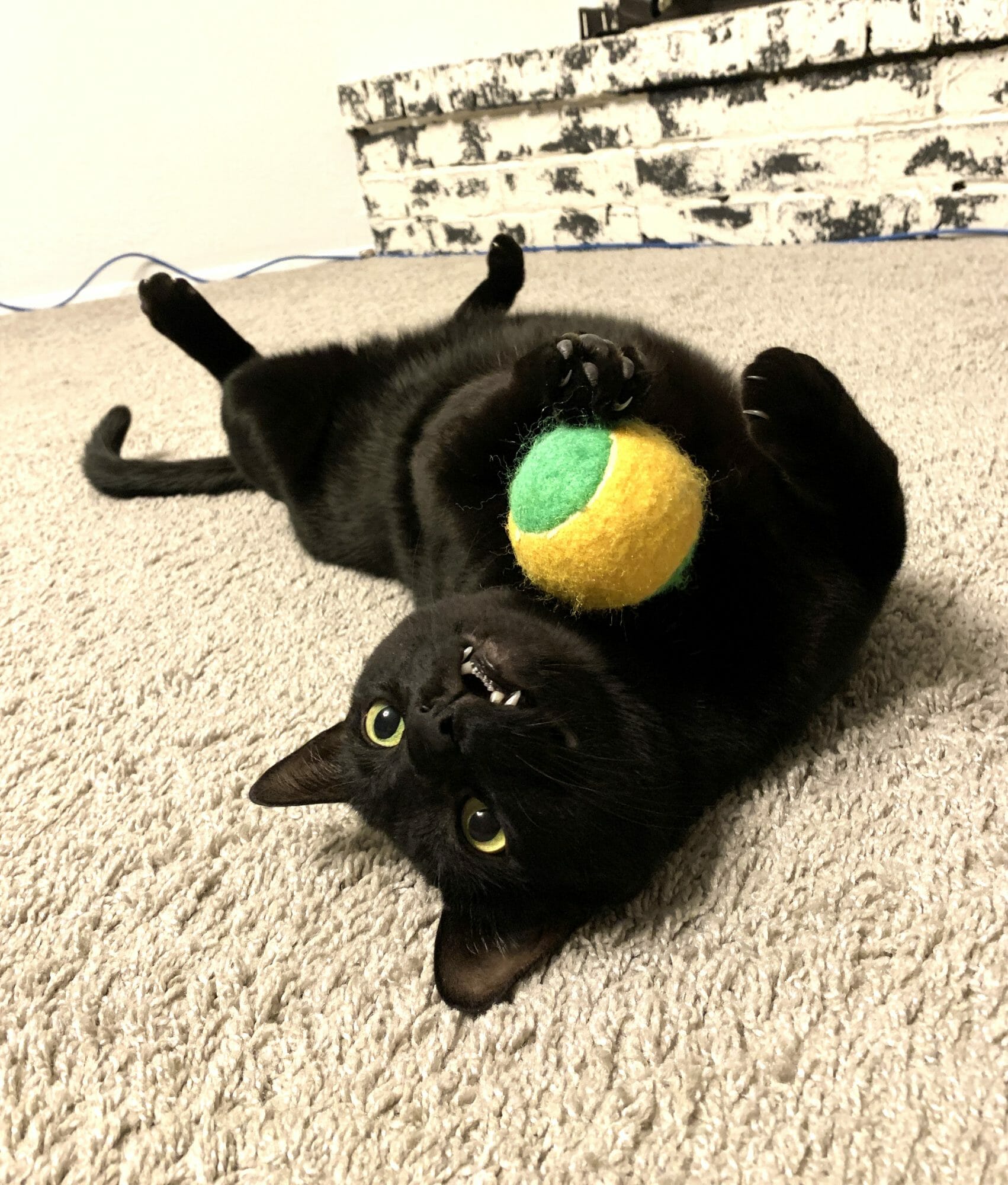 Wakanda Is Our $100 Winner for June 2022! - American Shorthair