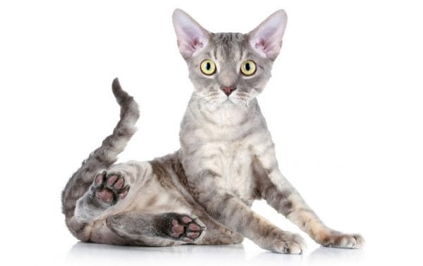 Devon Rex Cat Breed - Devon Rex Cats and Kittens