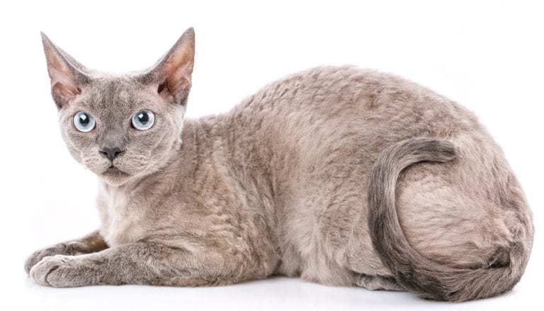 Devon Rex Cat Breed - Devon Rex Cats and Kittens