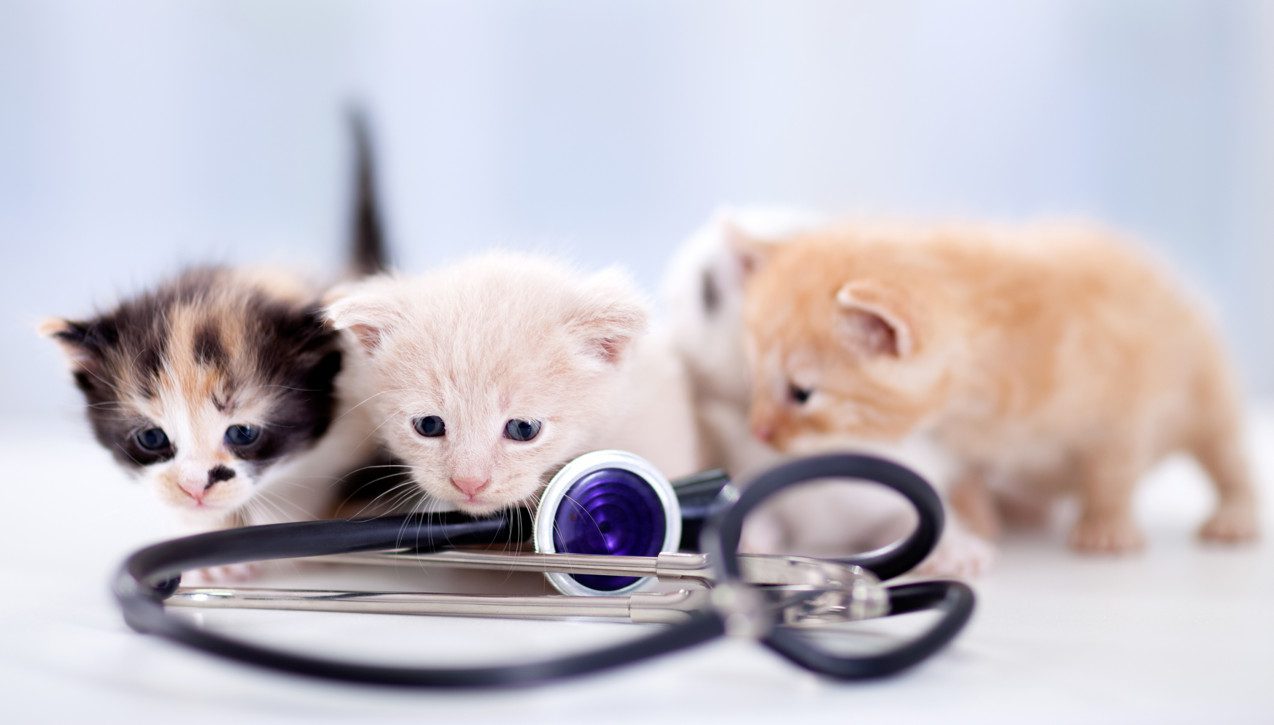 Feline Infectious Peritonitis (FIP): Causes, Symptoms, Treatment, Outcome