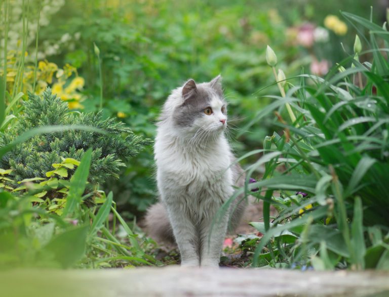 FIV: Feline Immunodeficiency Virus Symptoms, Treatment, Life Expectancy