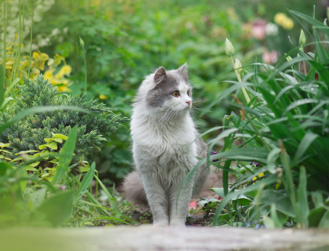 FIV: Feline Immunodeficiency Virus Symptoms, Treatment, Life Expectancy
