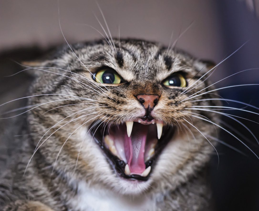 FIV: Feline Immunodeficiency Virus Symptoms, Treatment, Life Expectancy