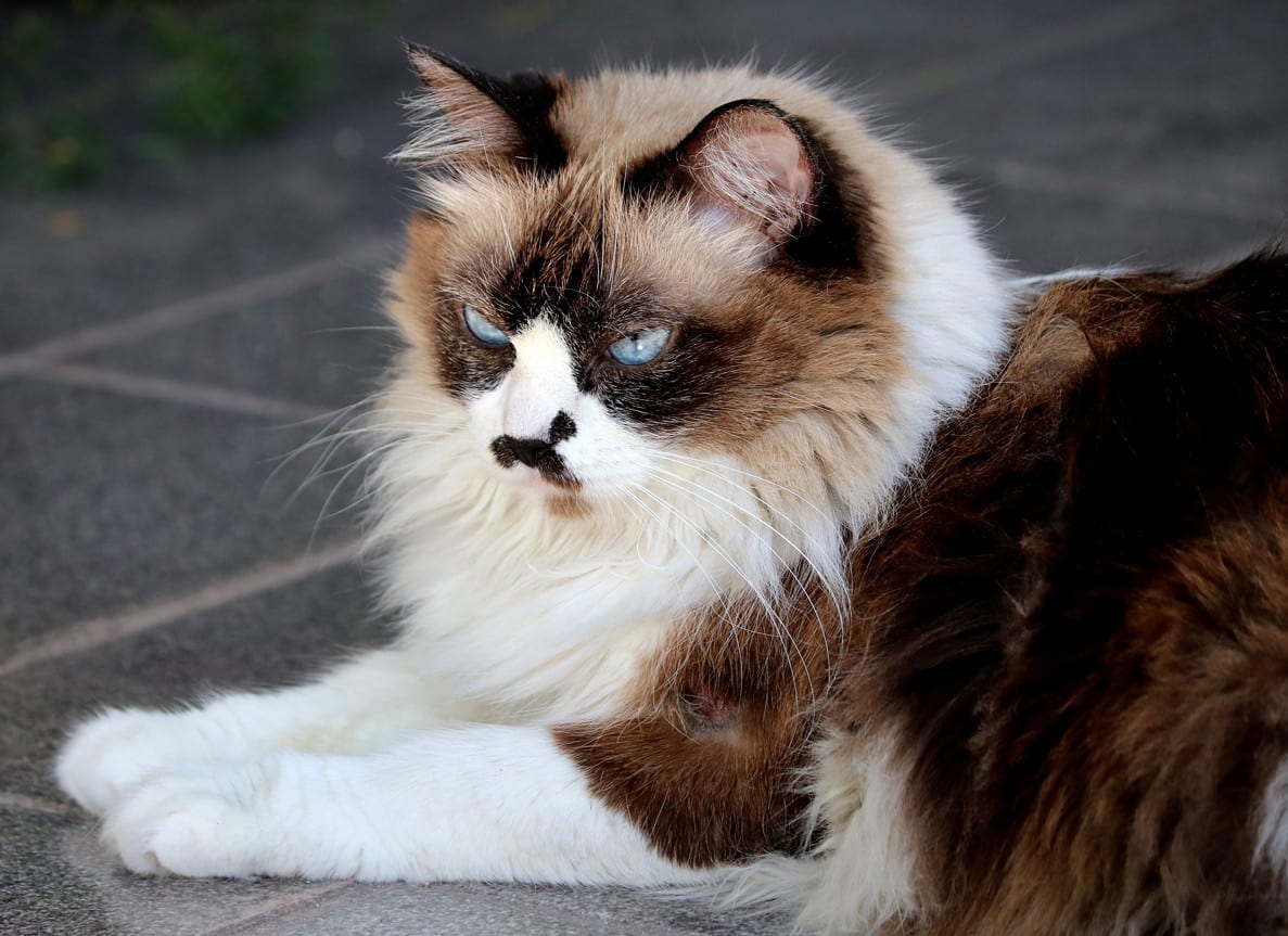 Himalayan Cat - Himalayan Kittens - Himalayan Cat Breed