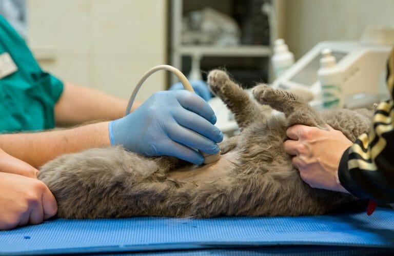 IBD in Cats: Symptoms, Types, Causes, Diagnosis, Treatment, Prognosis