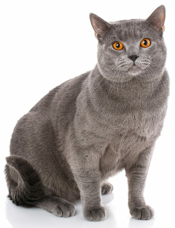 Chartreux: History, Appearance, Personality, Health Issues, Lifespan