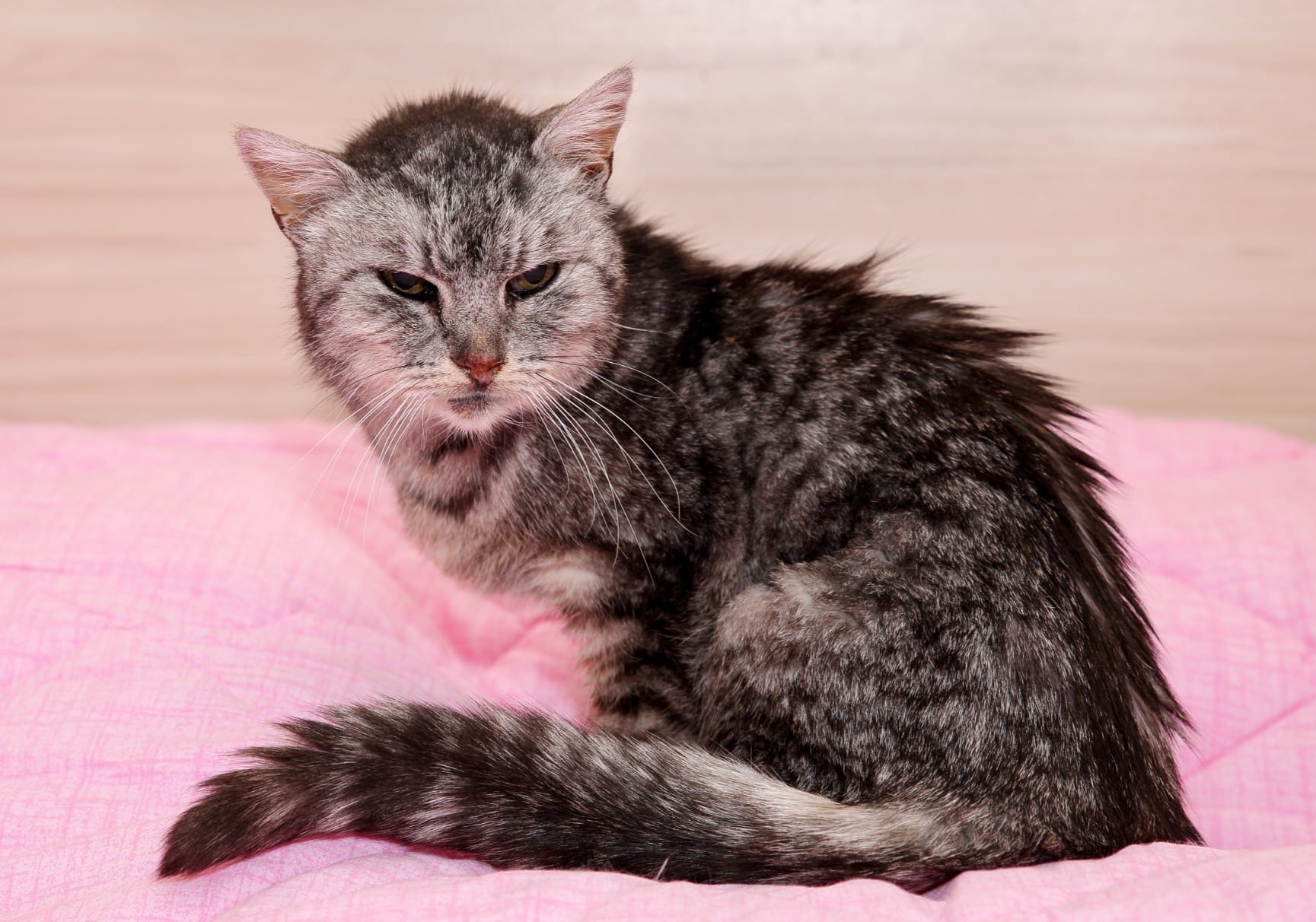 Cat Cancer Signs & Symptoms: Lymphoma, Prognosis, Treatment