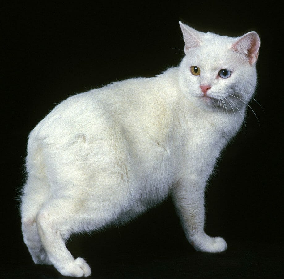 Manx Cat: Personality, Appearance, History, Care and Health Issues