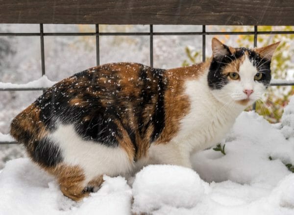 Manx Cat: Personality, Appearance, History, Care and Health Issues