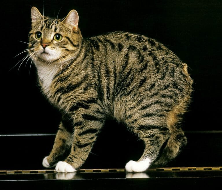 Manx Cat: Personality, Appearance, History, Care and Health Issues