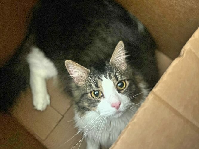 Monthly $100 Cat Winners - Most Liked or Loved on Social Media