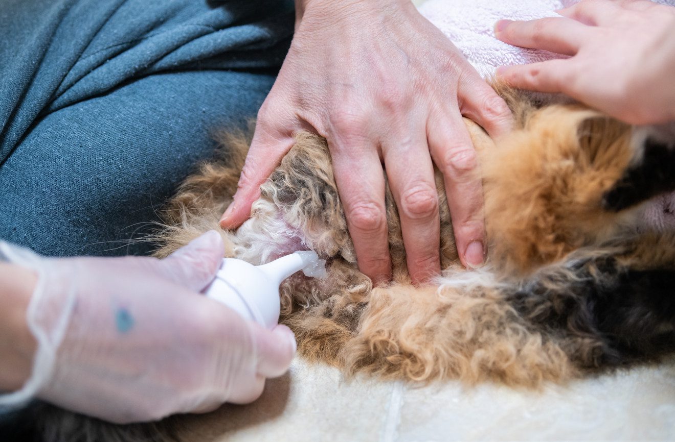 Cat Constipation: Causes, Symptoms, Diagnosis, Treatment and Remedies