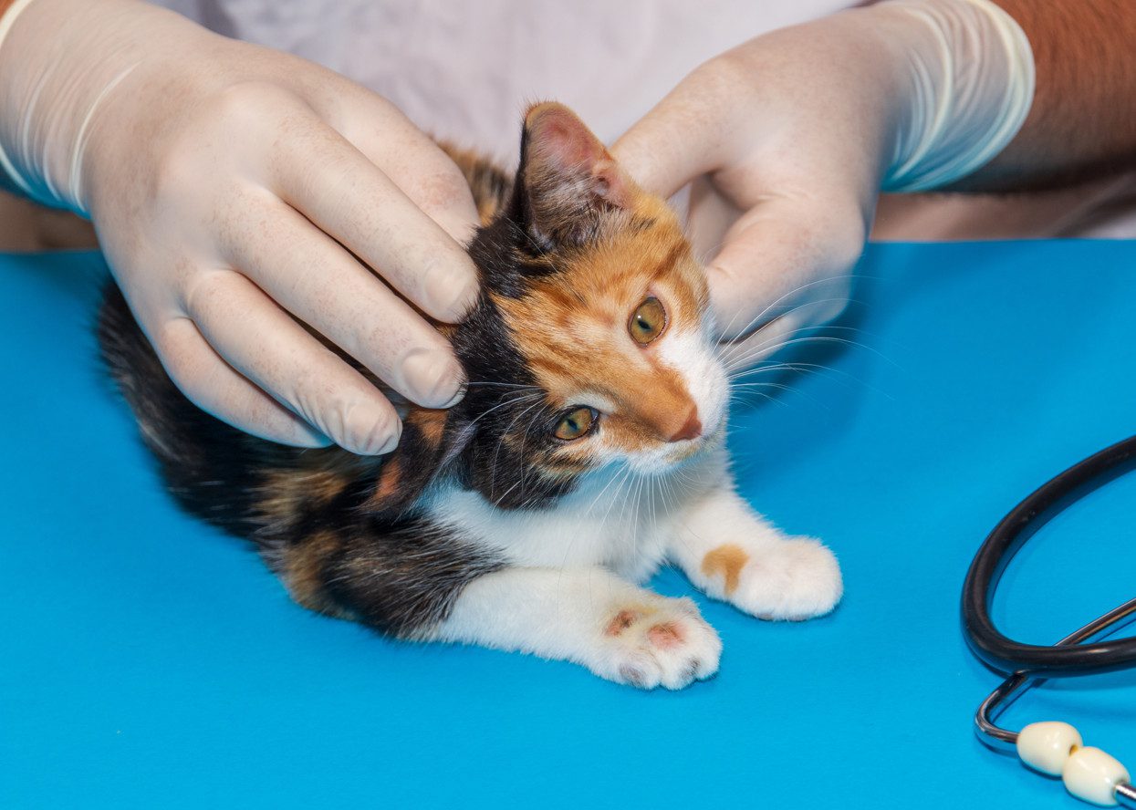 Ringworm in Cats: Symptoms, Diagnosis, Transmission, and Treatment