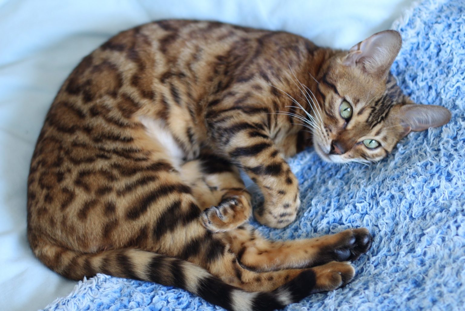 Savannah Cat - F1, F2, F3, F4, F5 -Serval and Domestic Cat Mix