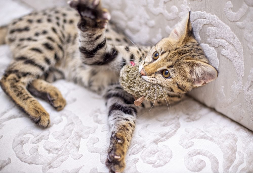 Savannah Cat - F1, F2, F3, F4, F5 -Serval and Domestic Cat Mix