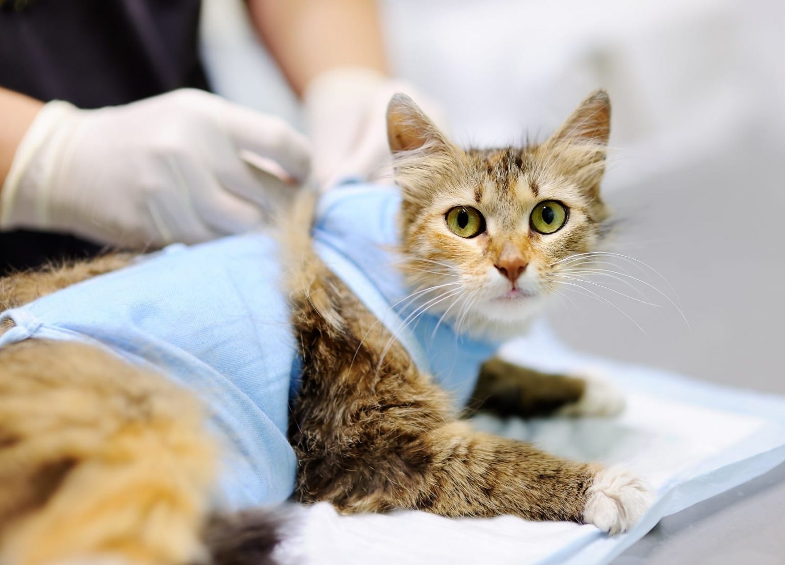 Cat Cancer Signs & Symptoms: Lymphoma, Prognosis, Treatment