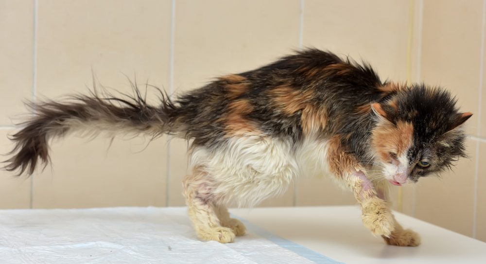 Cat Cancer Signs & Symptoms: Lymphoma, Prognosis, Treatment