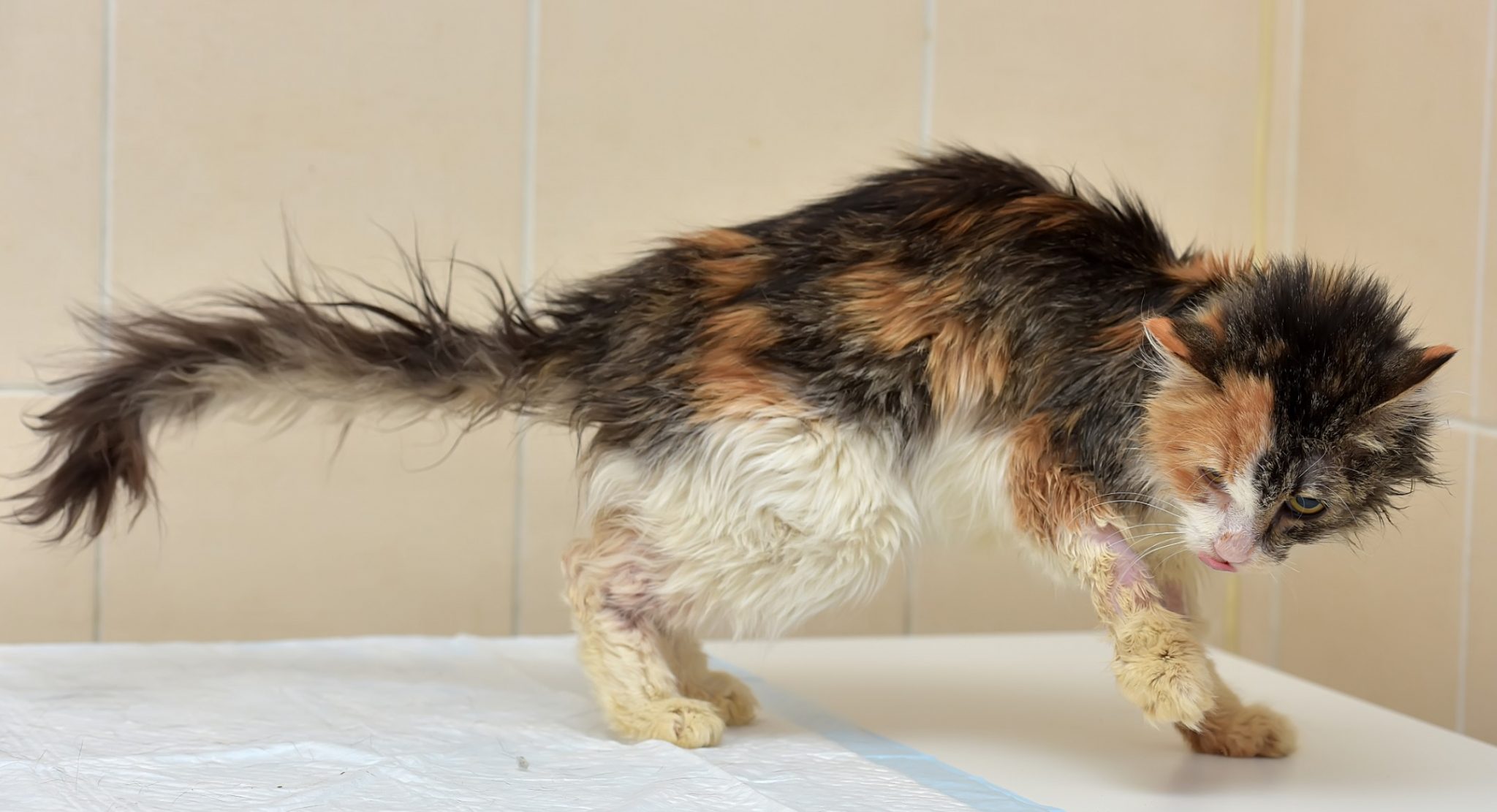 Cat Cancer Signs & Symptoms: Lymphoma, Prognosis, Treatment