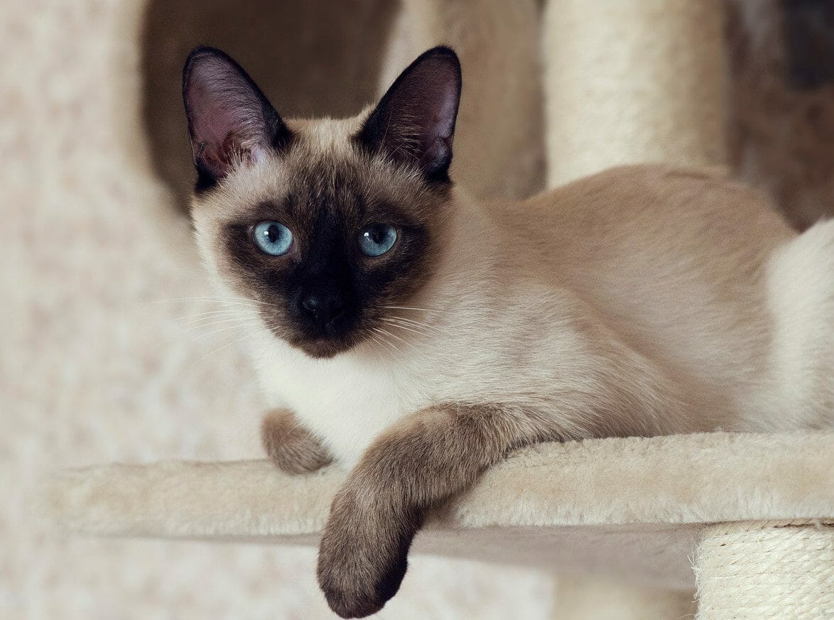 Stomatitis: Definition, Causes, Diagnosis, Treatment, and Prevention