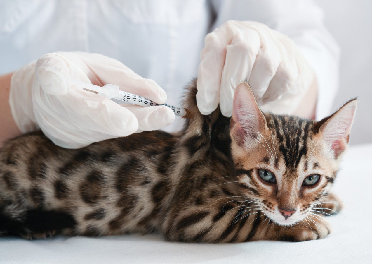 Pancreatitis in Cats: Symptoms, Causes, Diagnosis, Treatment, Prognosis